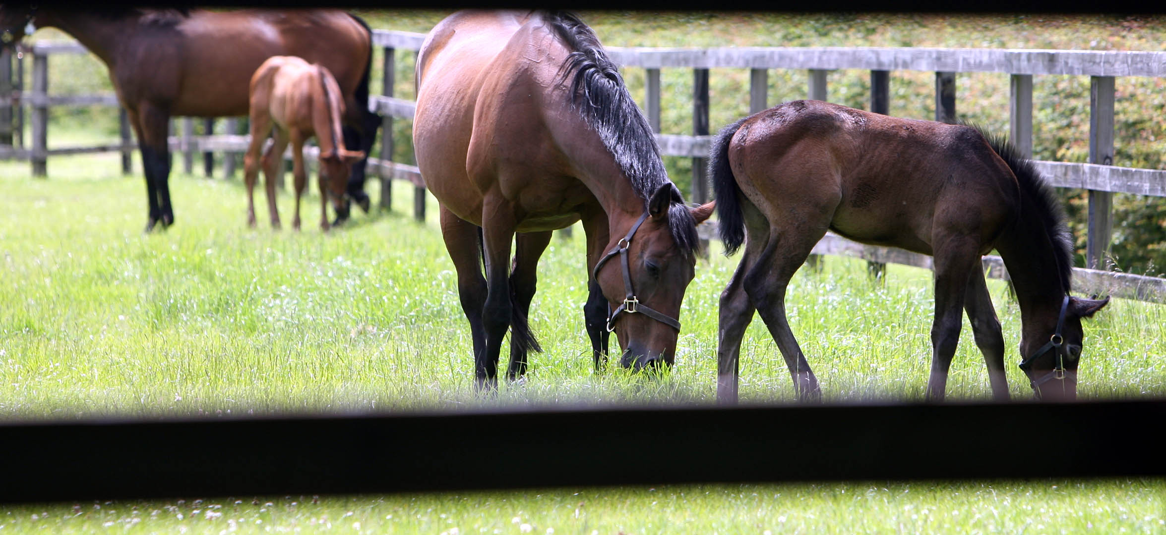 Home - IRT Insurance